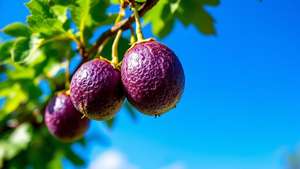 Learn More About Akebi Fruit: A Rare and Exotic Delight - FitforTheSoul
